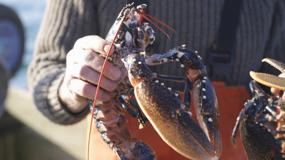 Blue lobster 'catch of a lifetime' for Belfast fisherman - twice! - BBC ...