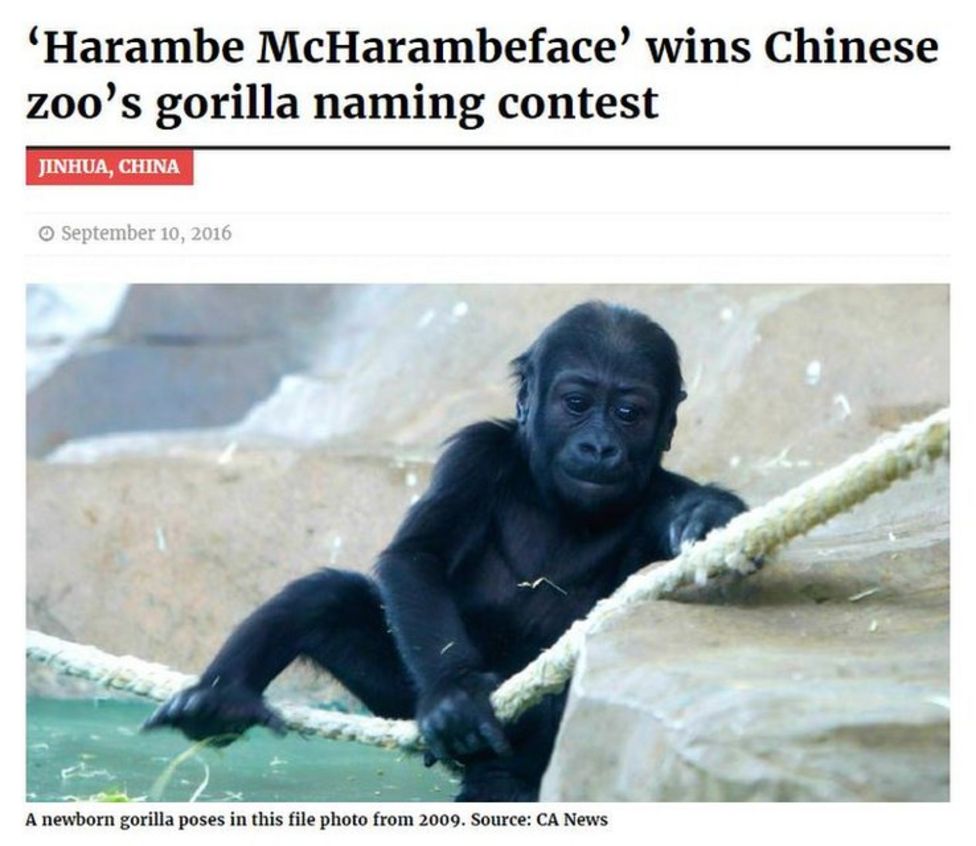 Harambe McHarambeface is Fakey McFakeface - BBC News