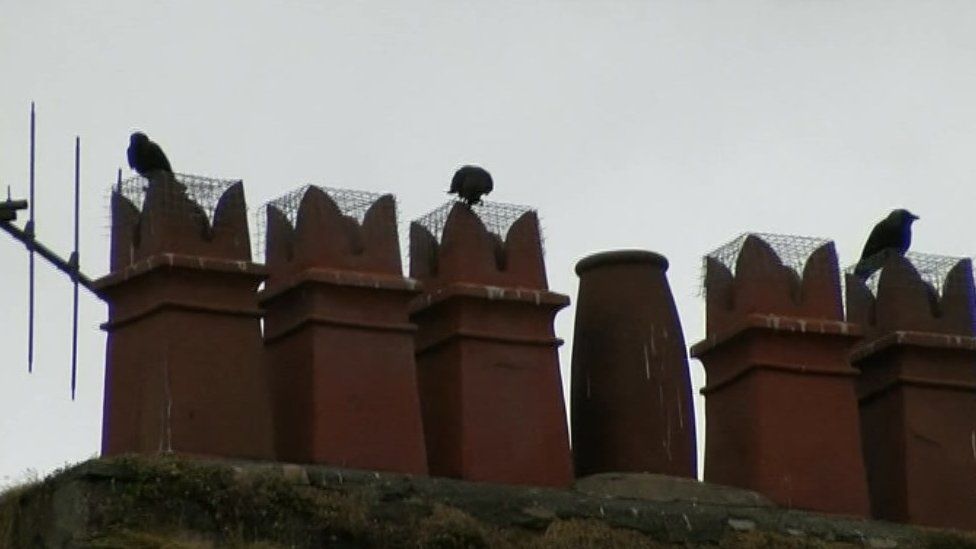 Dyn angen triniaeth ar ôl ymosodiad gan jac-do yn Y Bala - BBC Cymru Fyw