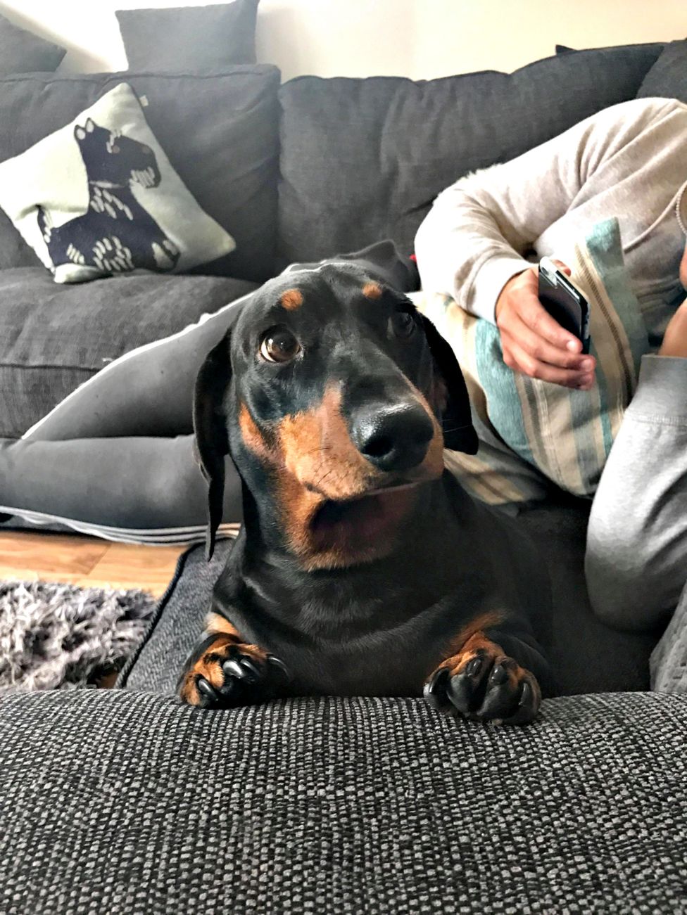 Pesky pooch: This dog pinches things from all over the house! - BBC ...