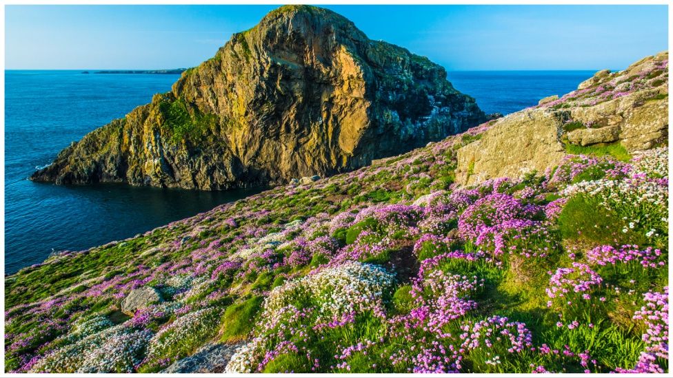 Ynys Sgomer drwy'r tymhorau // Four seasons of Skomer Island - BBC ...