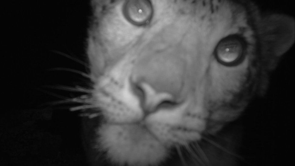 Snow leopards face 'new climate change threat' - BBC News