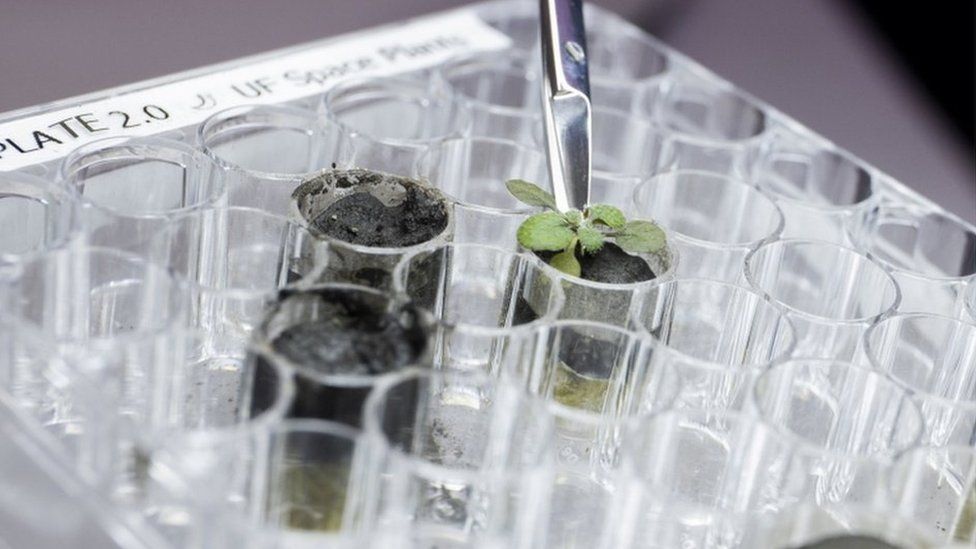 Scientists grow plants in moon soil for the first time - BBC Newsround
