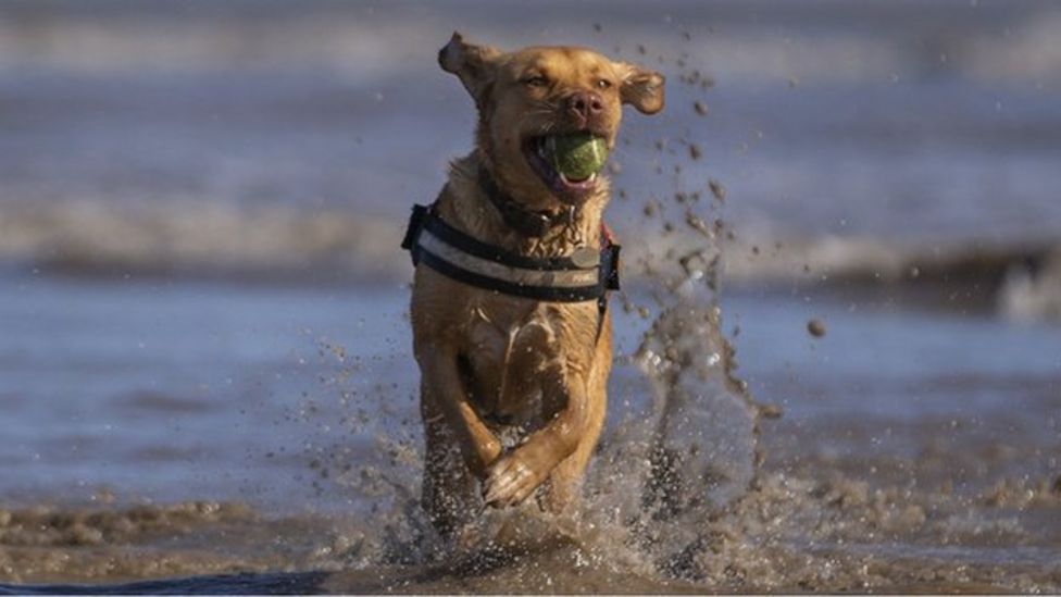 Minehead beach open to dogs this summer after ban expires - BBC News