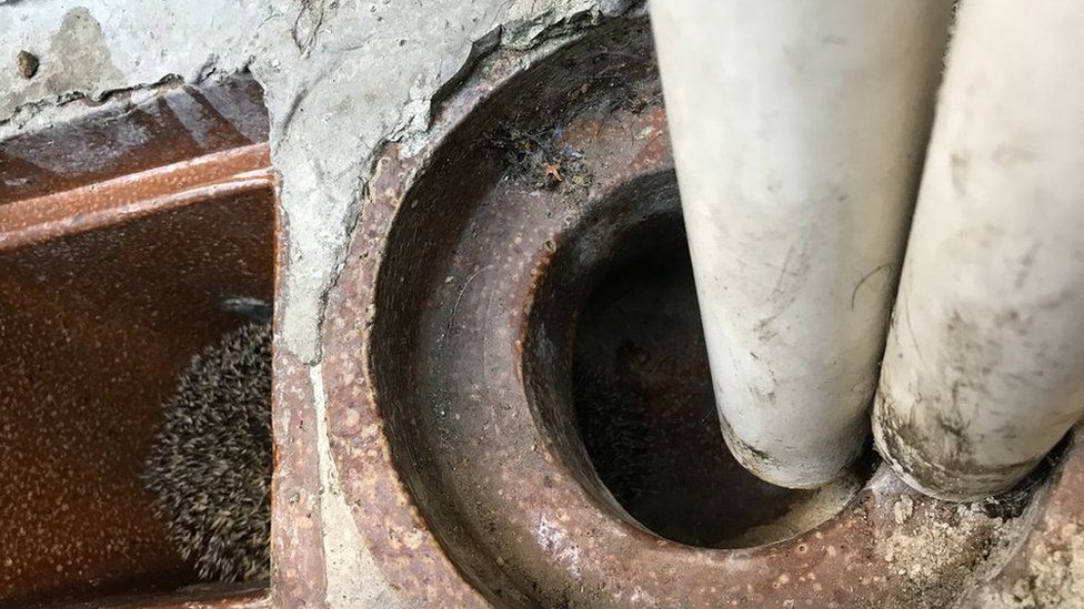 Hedgehog trapped for a day in Waltham Abbey sewage pipe - BBC News