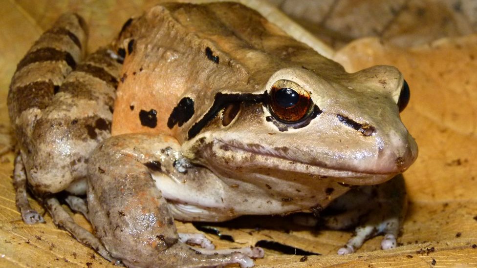 Mountain chicken frogs at risk of extinction, charity warns - BBC Newsround