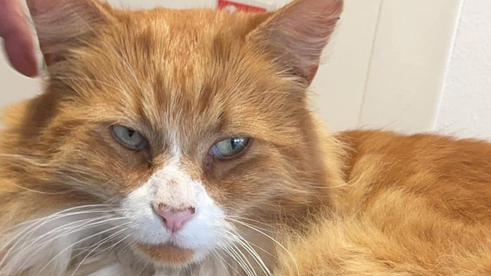 Cambridge hospital cat Henry comforts girl with brain tumour - BBC News