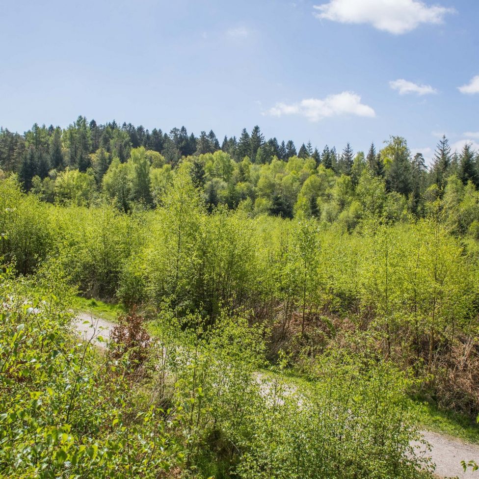 Tree diseases fuel change in Scottish forest planting - BBC News