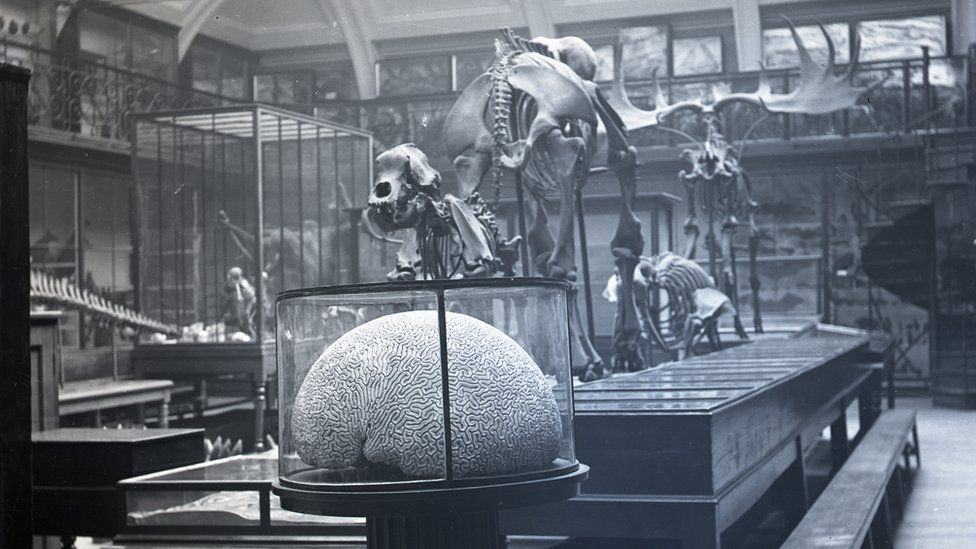 Exhibition marks Leeds City Museum bicentenary - BBC News