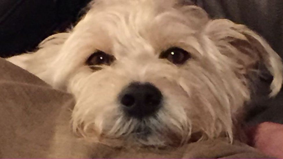 Spate of dog poisonings investigated near Colchester - BBC News