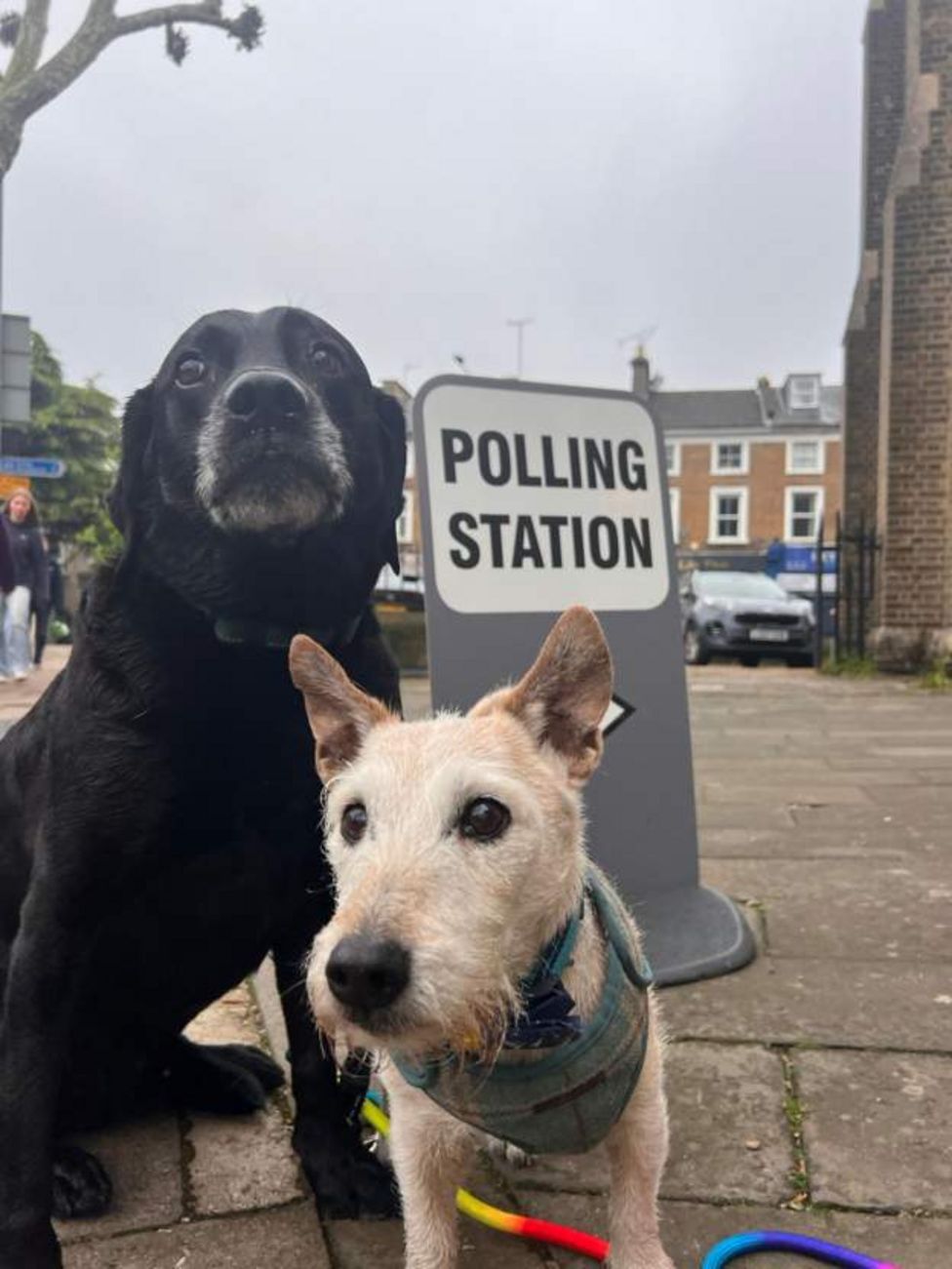 Local elections 2024: Dogs at polling stations - BBC News