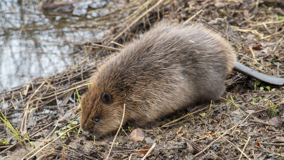 Biodiversity: Beavers introduced to Loch Lomond - BBC Newsround