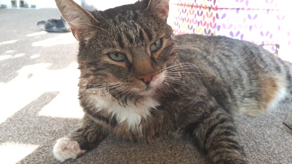 Cat loses claws in homemade snare in Edinburgh - BBC News