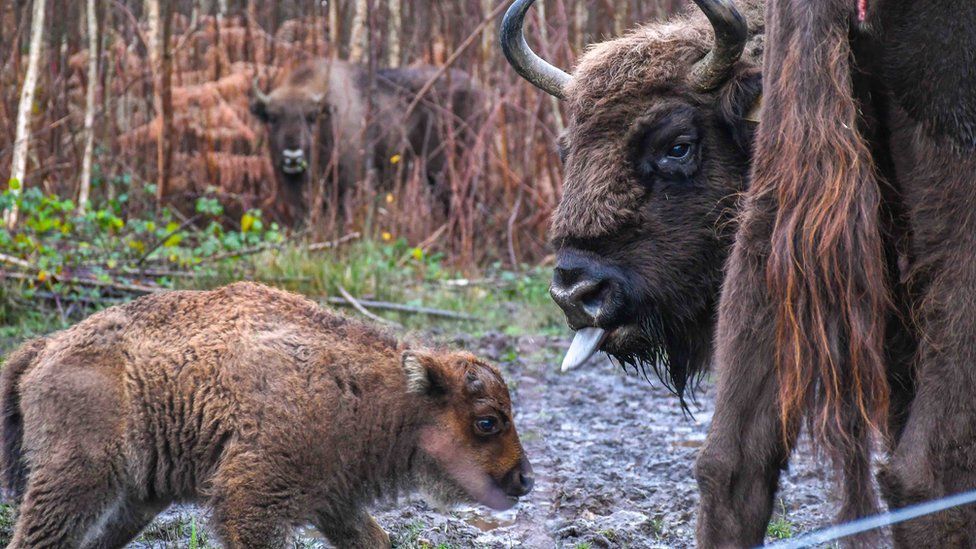 Canterbury: First bison conceived in rewilding project is born - BBC News