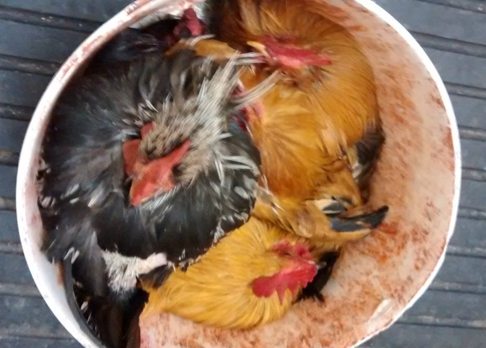 Five chickens found squeezed into bucket in Nottingham - BBC News