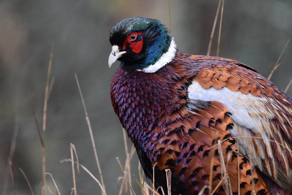 Your pictures of Scotland: 25 January - 1 February - BBC News