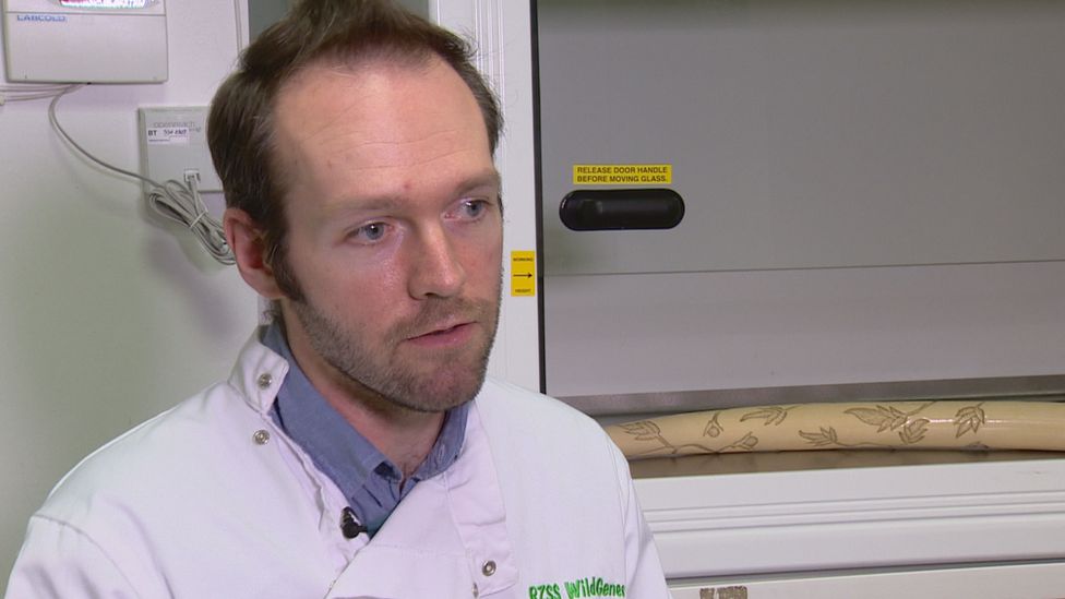 Scotland's wildcats 'functionally extinct' in the wild - BBC News