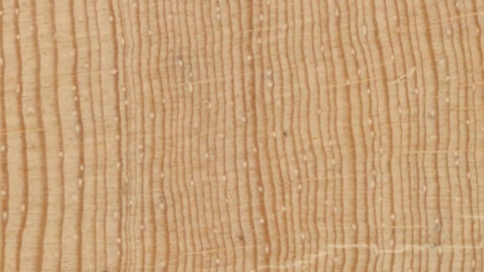 White Oak Tree Rings