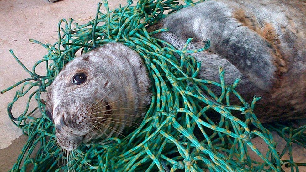 Seal found tangled in nets at Cruden Bay returned to sea - BBC News