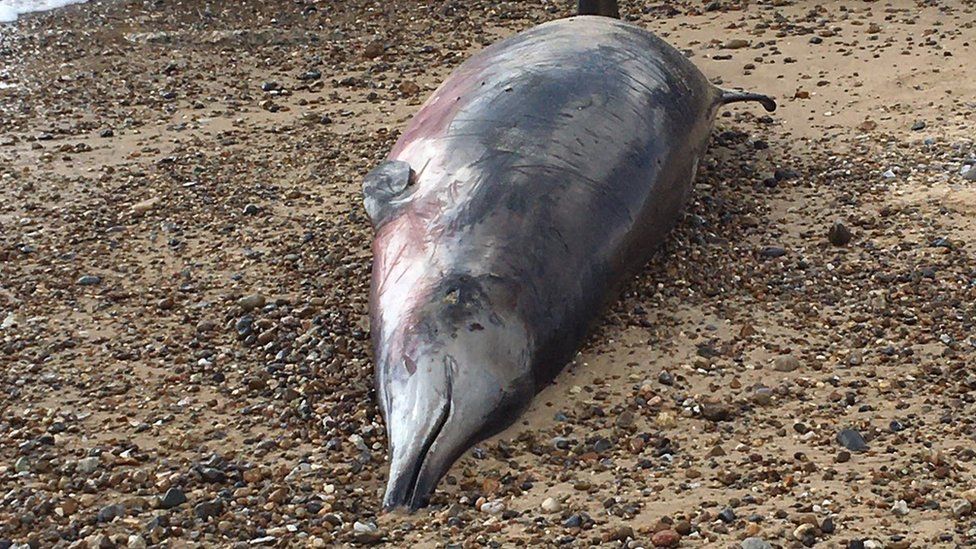 Sowerby's beaked whale washed up on Lowestoft beach - BBC News