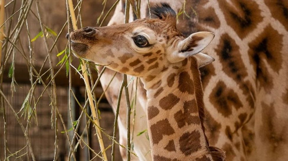 Chester Zoo celebrates birth of rare giraffe - BBC News