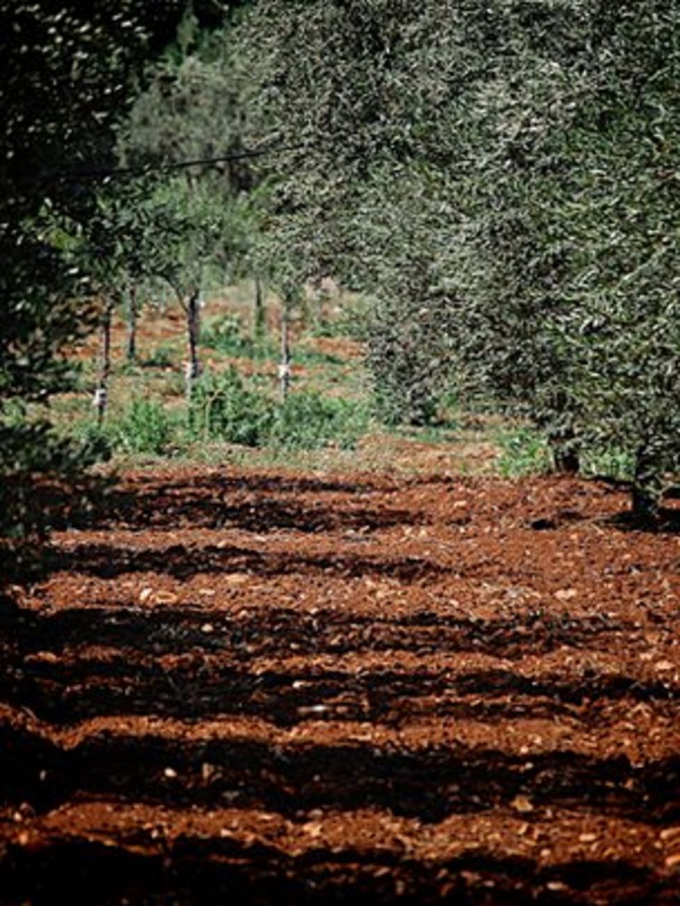 Olive tree killer disease still poses risk to Europe - BBC News