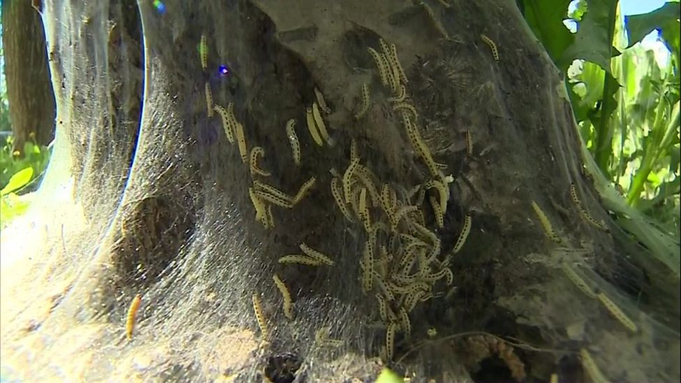 Ghostly caterpillar webs cover Bedford trees - BBC News