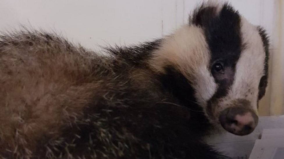 Half-blind badger rescued from Harlow skate park - BBC News