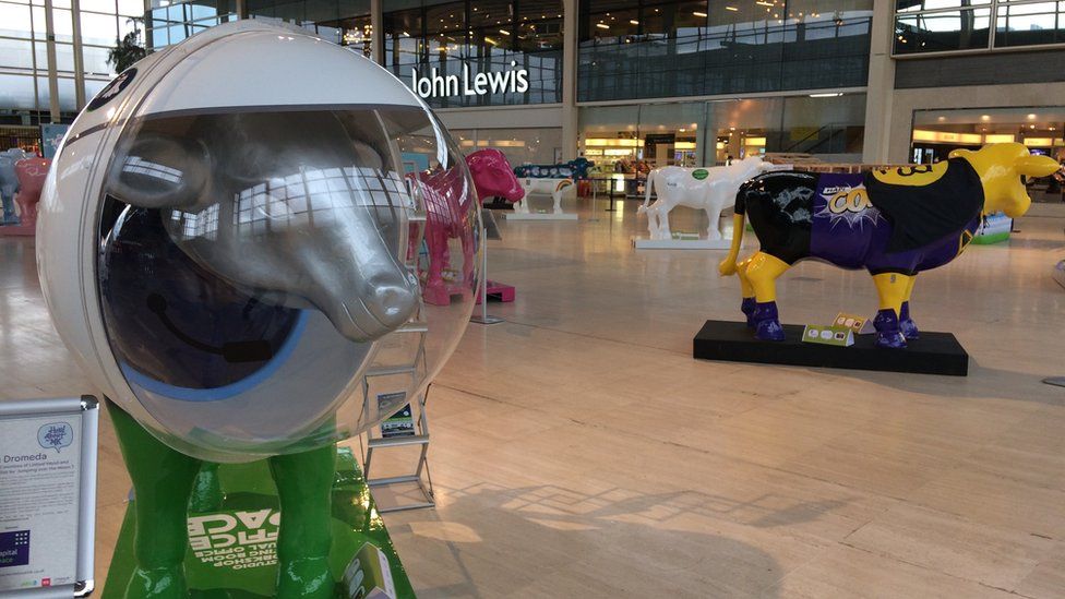Milton Keynes cows come to celebrate 50th birthday - BBC News