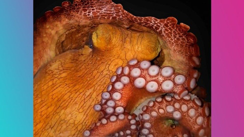 Science ship EVNautilus captures footage of rare 'Dumbo' octopus! - BBC ...