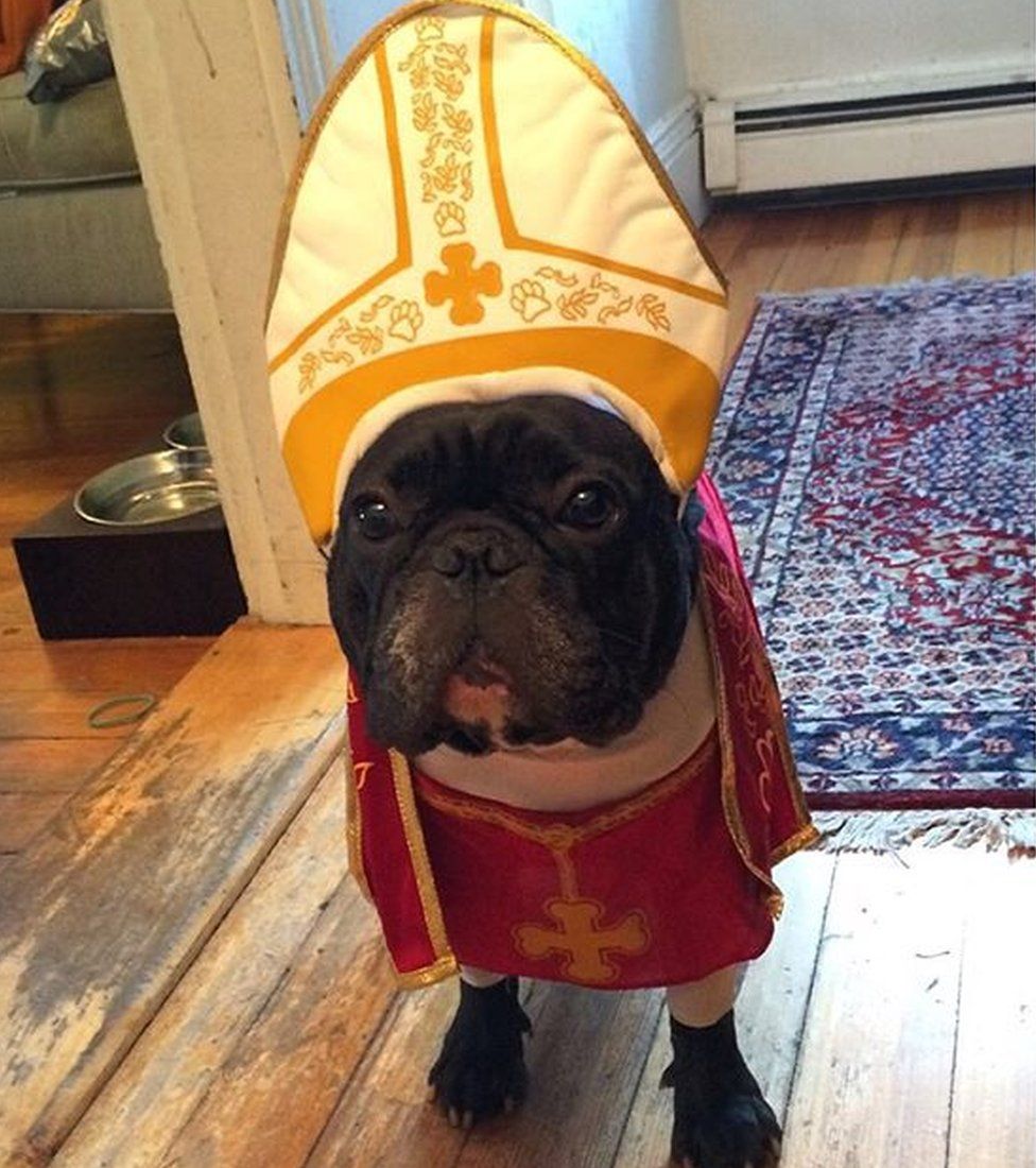 'Pope dogs' craze triggered by papal visit - BBC News