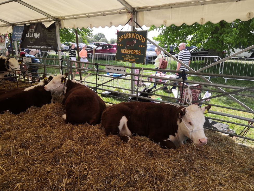 In Pictures: South Suffolk Show returns in person post pandemic - BBC News