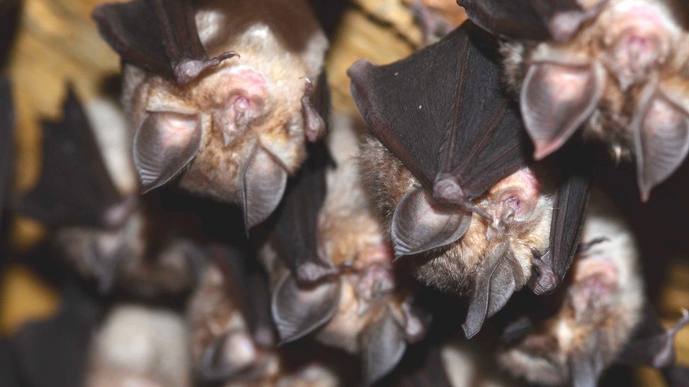 Developer fined for destroying bat home in London - BBC News