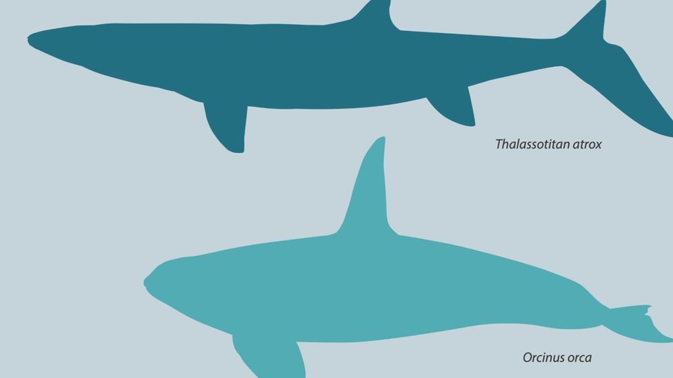 Giant Thalassotitan atrox sea lizard found in Morocco - BBC Newsround