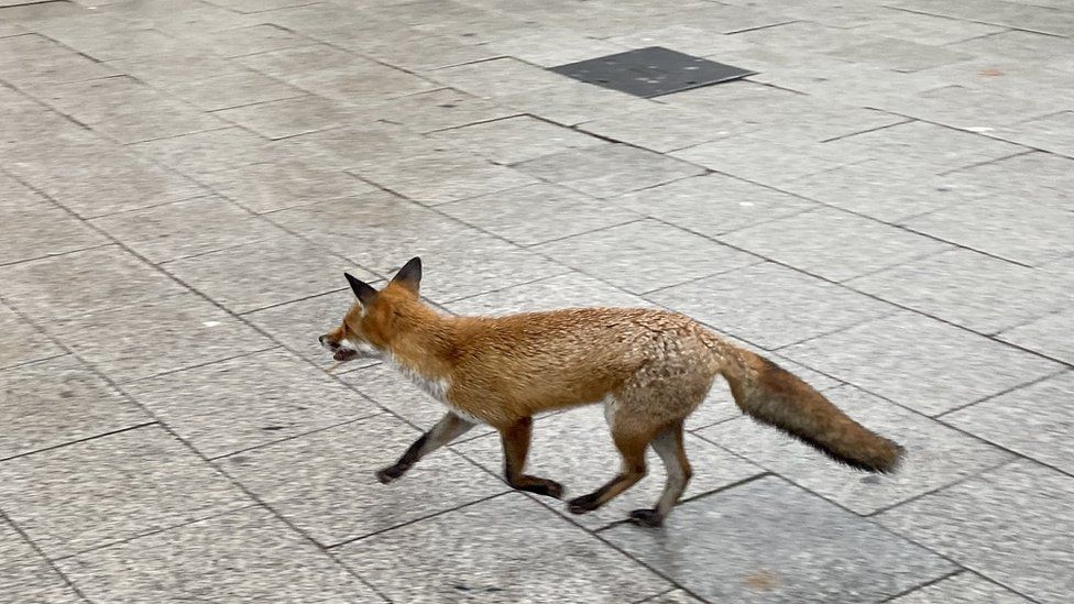 Fox trots past surprised Birmingham city centre commuters - BBC News