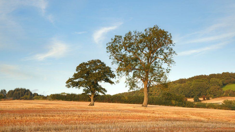 Sut mae creu system fwyd gynaliadwy yng Nghymru? - BBC Cymru Fyw