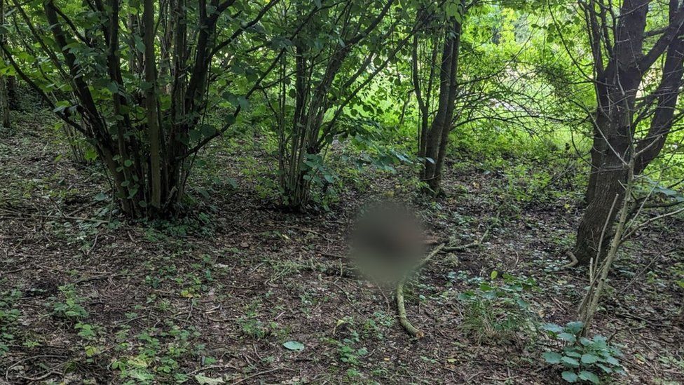 Appeal after body of dog discovered in Leicester park - BBC News