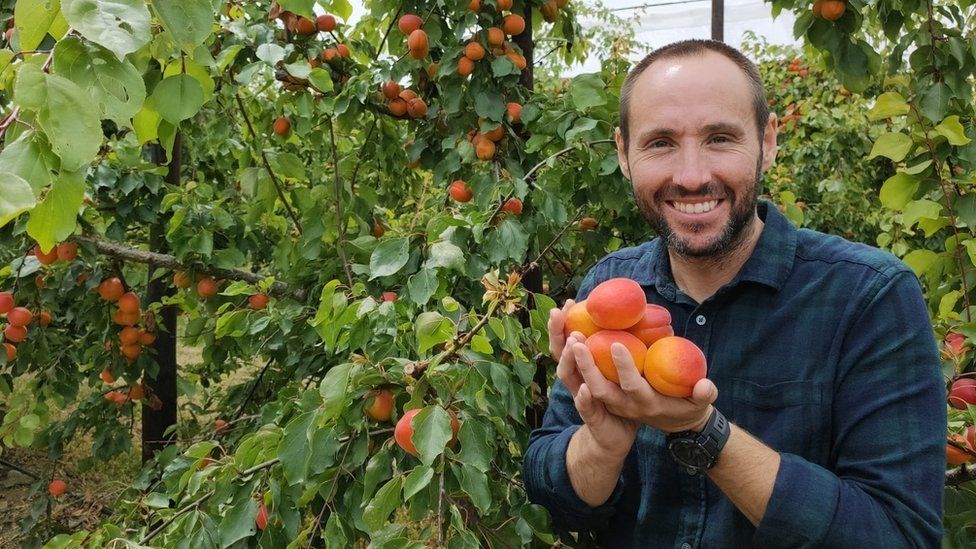 British apricot growers say they expect to harvest record amounts - BBC ...