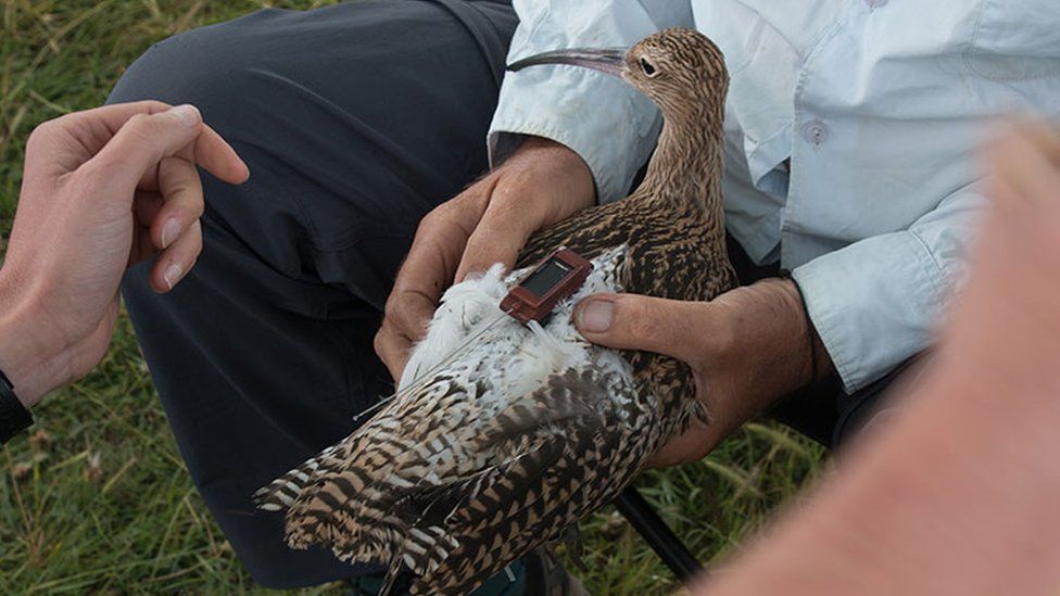 Pensthorpe: Website tracks released curlews after eggs rescue - BBC News