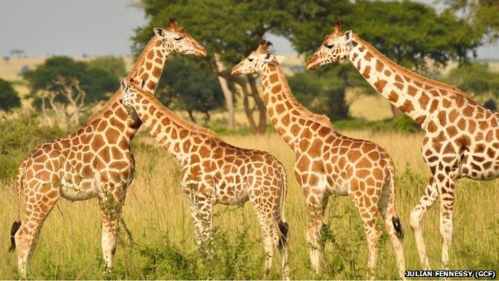 Giraffe genetic secret: Four species of tallest mammal identified - BBC ...