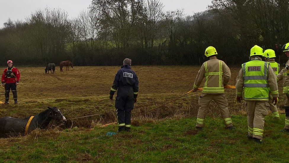 Retired racehorse rescued from 'swamp-like' ditch - BBC News
