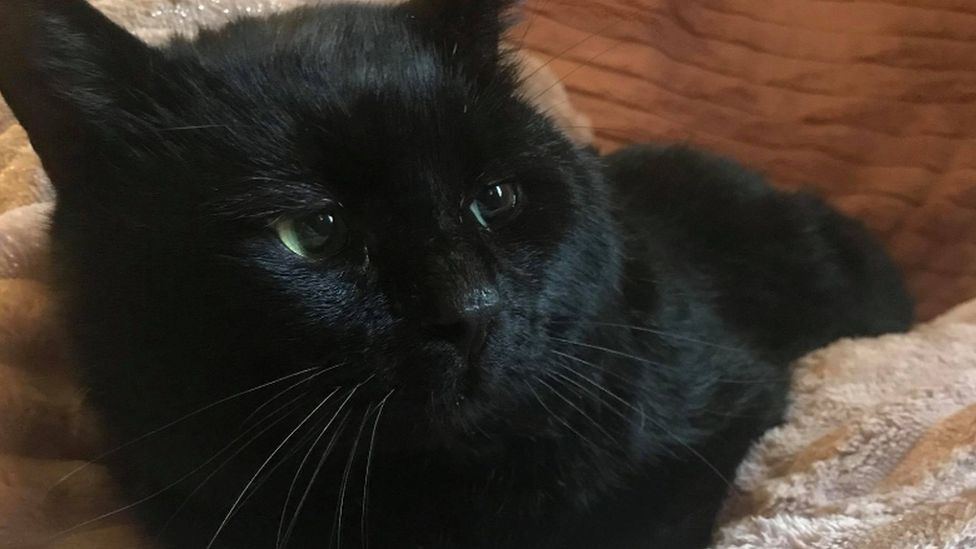 Cat missing for 20 years spent final days with owner - BBC News