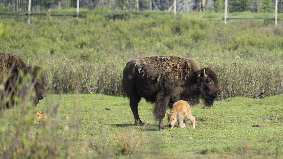 Banff National Park welcomes first bison calves in 140 years - BBC News