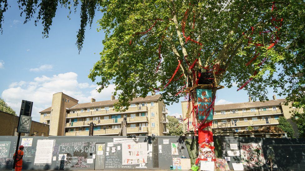 Tree of the Year: Hackney tree set to be felled wins award - BBC News