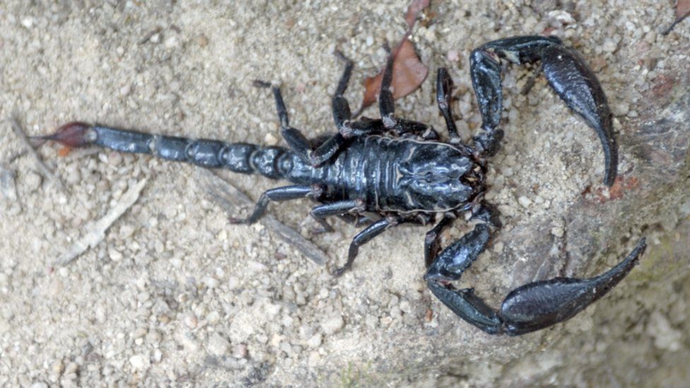 Scorpion on London to Edinburgh train gives birth after rescue - BBC News