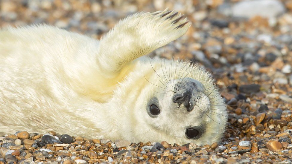 Thermal imaging cameras help count seal pups from the air - BBC Newsround
