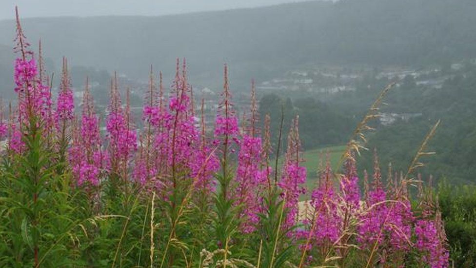 Your Pictures in Wales: 27 July - 2 August 2016 - BBC News