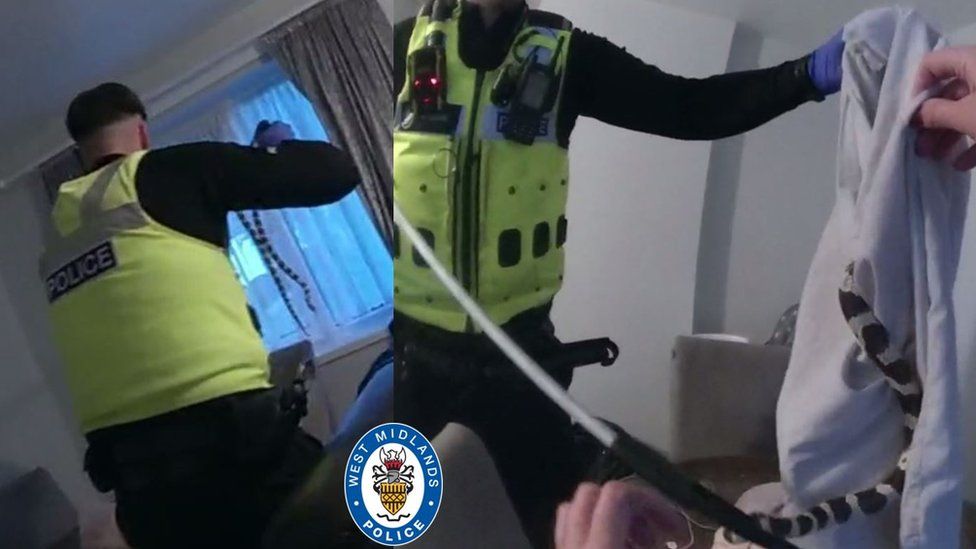 Huge snake slithers unexpectedly into Birmingham flat - BBC News
