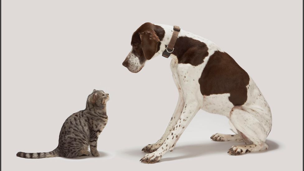 Is your cat ignoring you? Probably! - BBC Newsround
