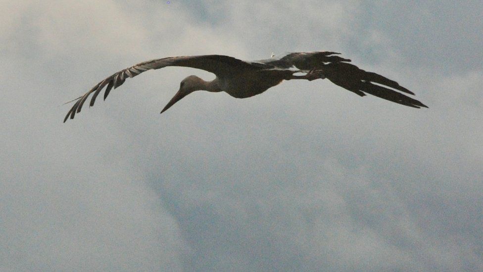 'Grounded' storks fly again after power lines crash - BBC News
